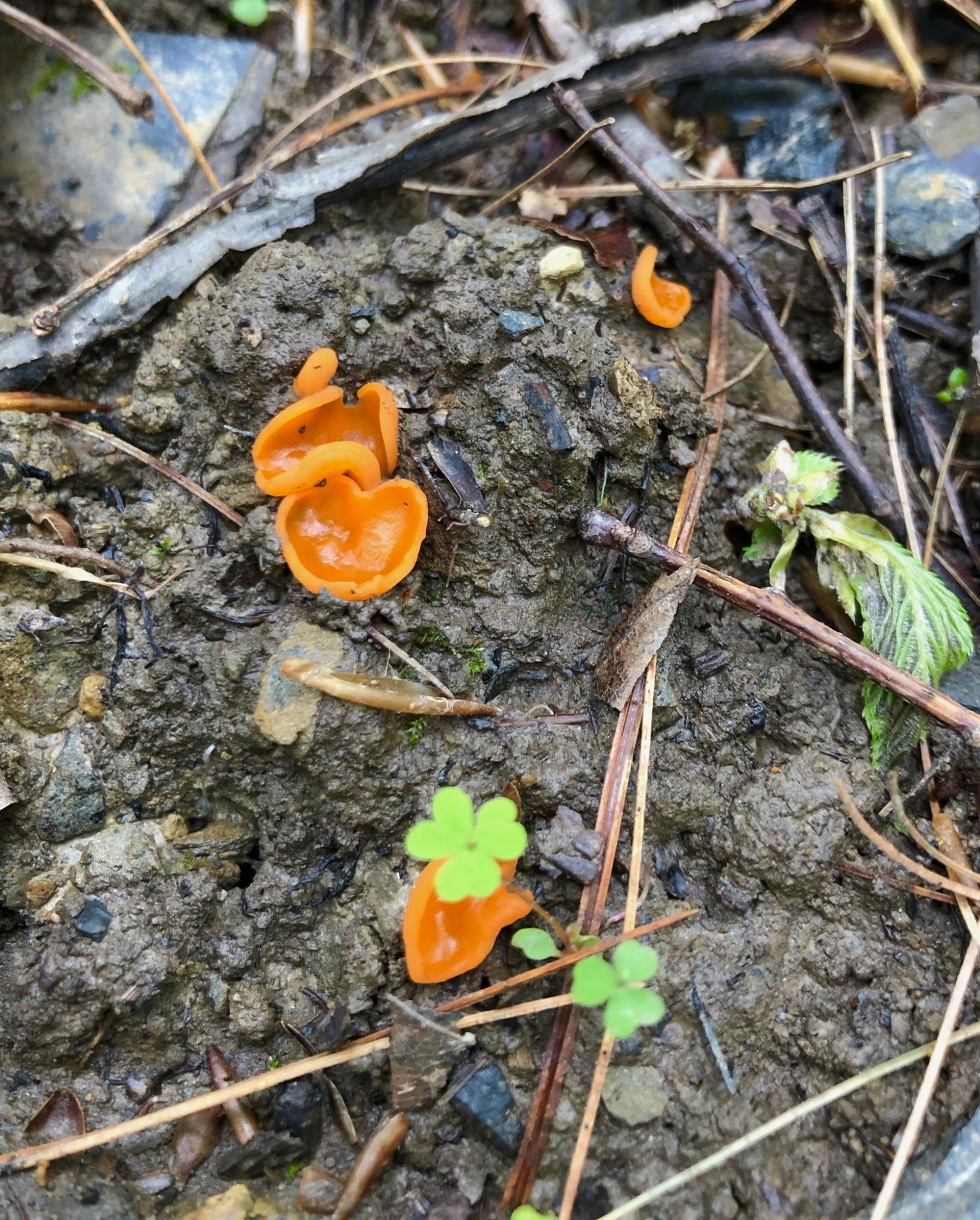 Aleuria aurantia. 1. By Fluff Berger | Western Pennsylvania Mushroom Club