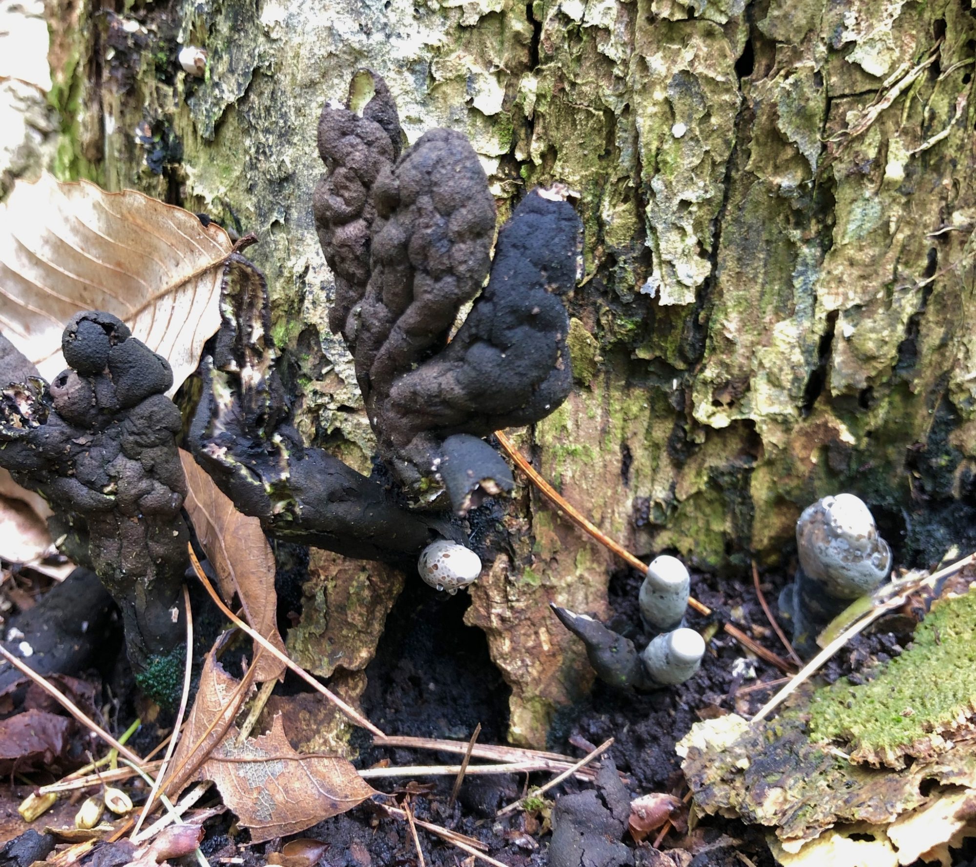Xylaria polymorpha. By Fluff Berger | Western Pennsylvania Mushroom Club