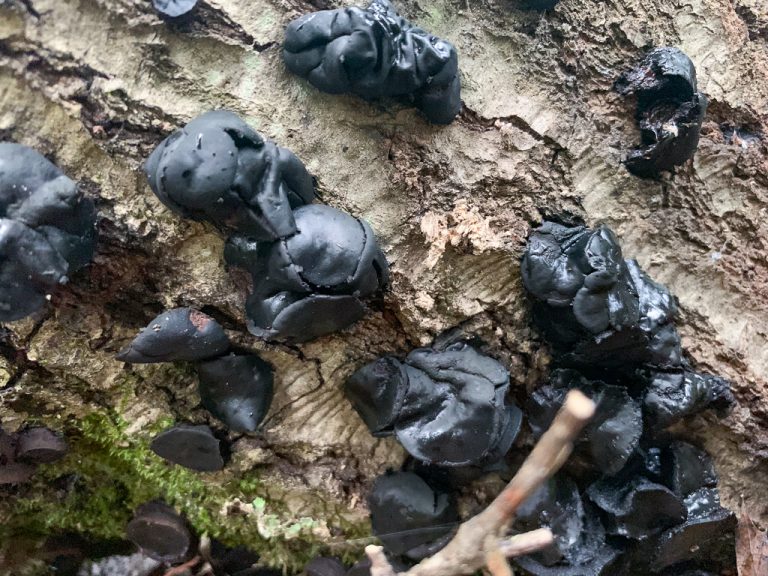 Bulgaria inquinans. By Richard Jacob | Western Pennsylvania Mushroom Club