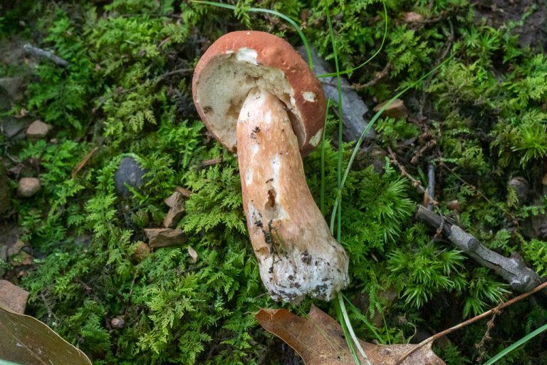 Xanthoconium purpureum. By Richard Jacob | Western Pennsylvania ...