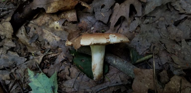 Russula compacta. By Jerry Sapp | Western Pennsylvania Mushroom Club