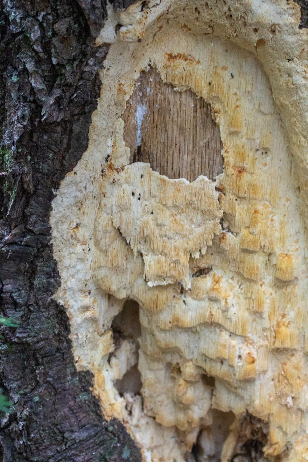 Perenniporia subacida | Western Pennsylvania Mushroom Club