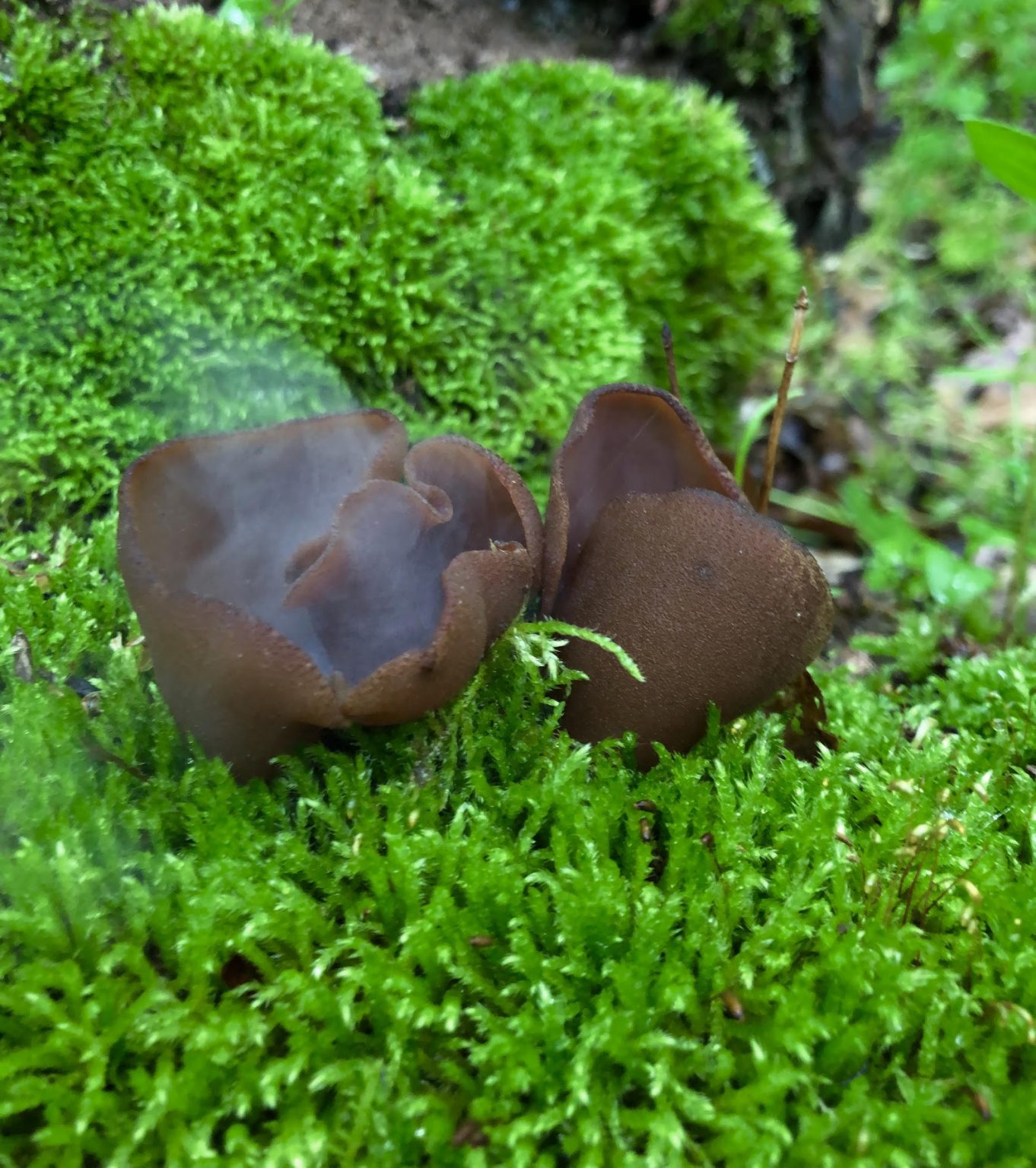 Fluff Berger, Peziza (Judge’s Option Winner) | Western Pennsylvania ...