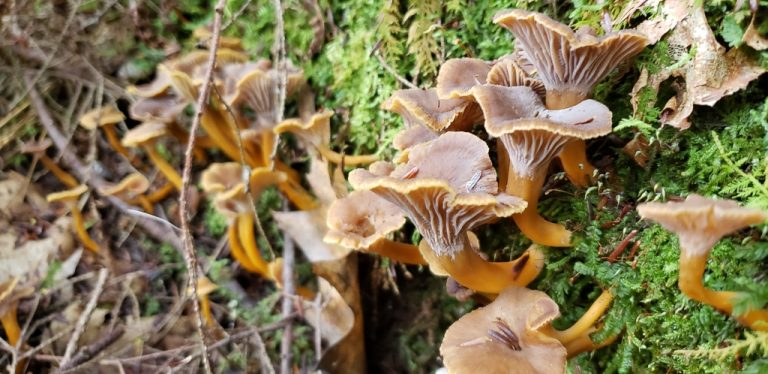 Lincoff Foray. By Cara Barkley Coulter-25 | Western Pennsylvania ...