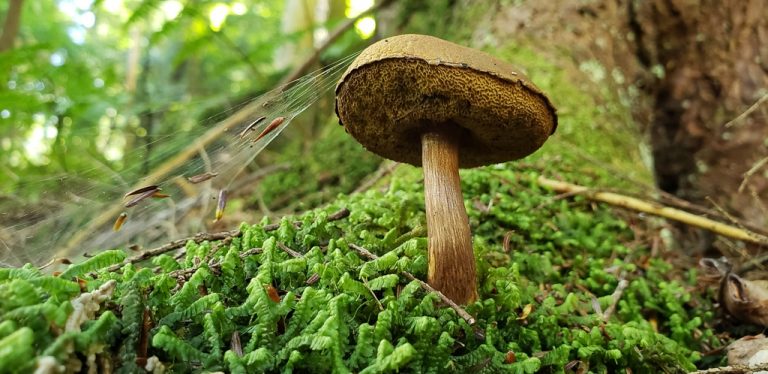 Lincoff Foray. By Cara Barkley Coulter-34 | Western Pennsylvania ...