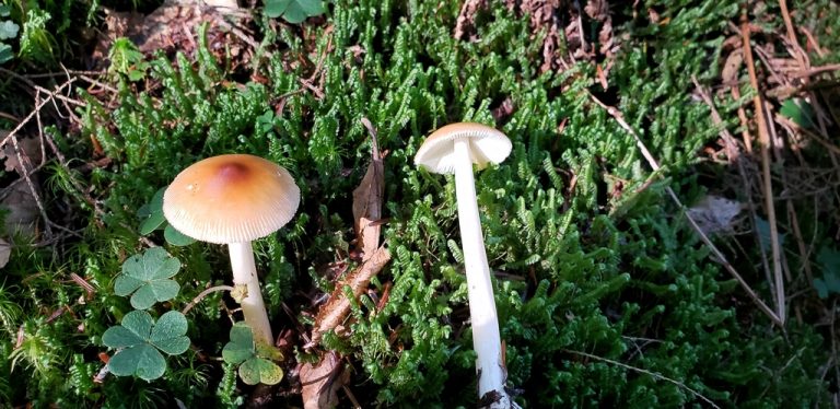 Lincoff Foray. By Cara Barkley Coulter-6 | Western Pennsylvania ...