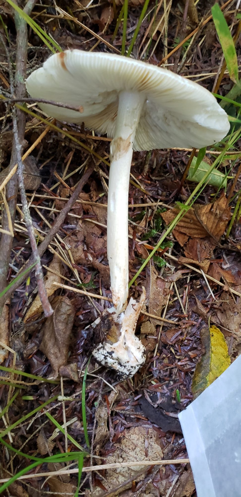 Lincoff Foray. By Cara Barkley Coulter-7 | Western Pennsylvania ...