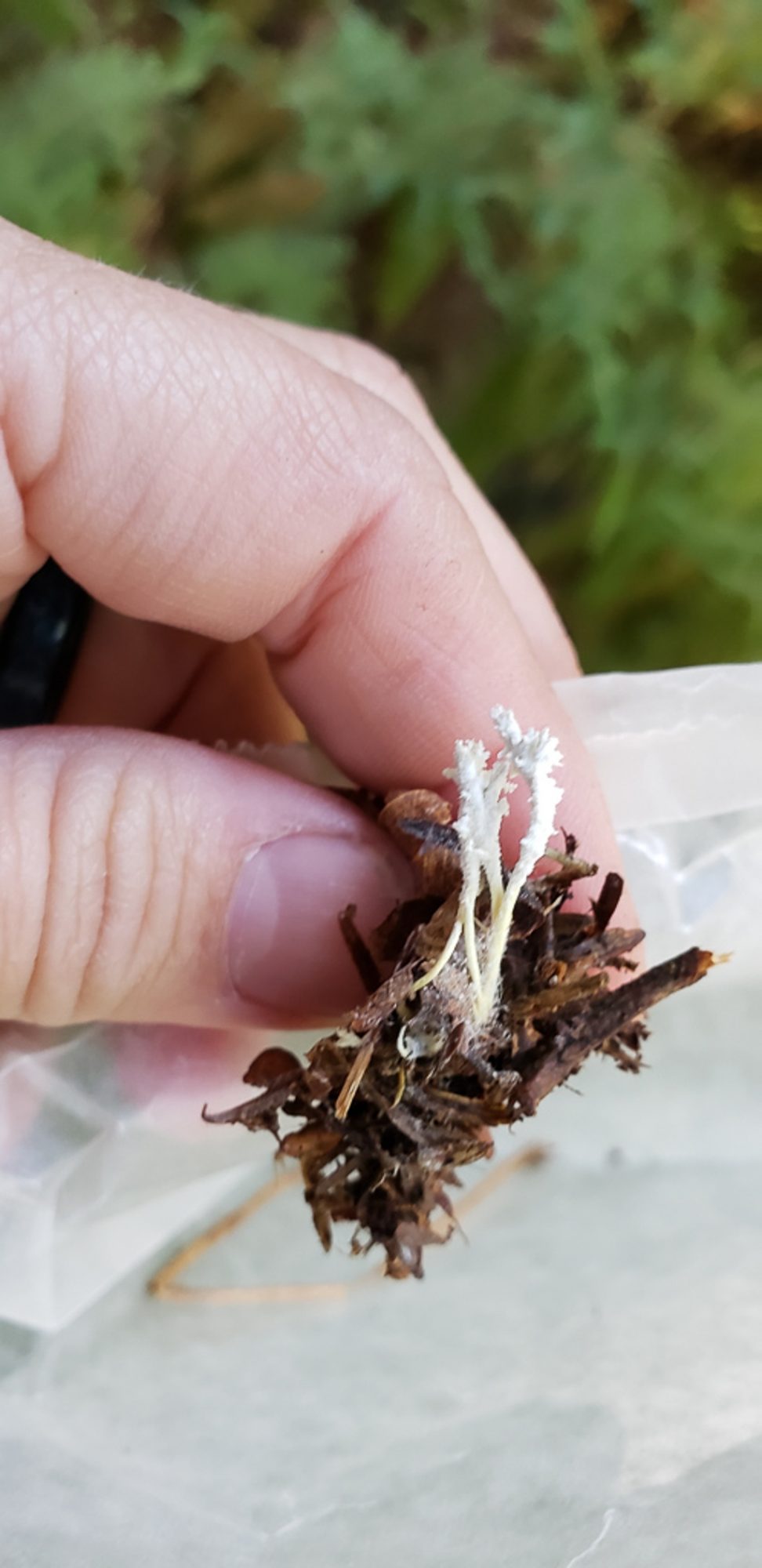 Lincoff Foray. By Cara Barkley Coulter-9 | Western Pennsylvania ...