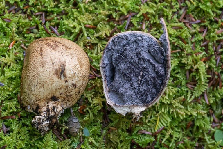 Scleroderma cepa. By Richard Jacob | Western Pennsylvania Mushroom Club