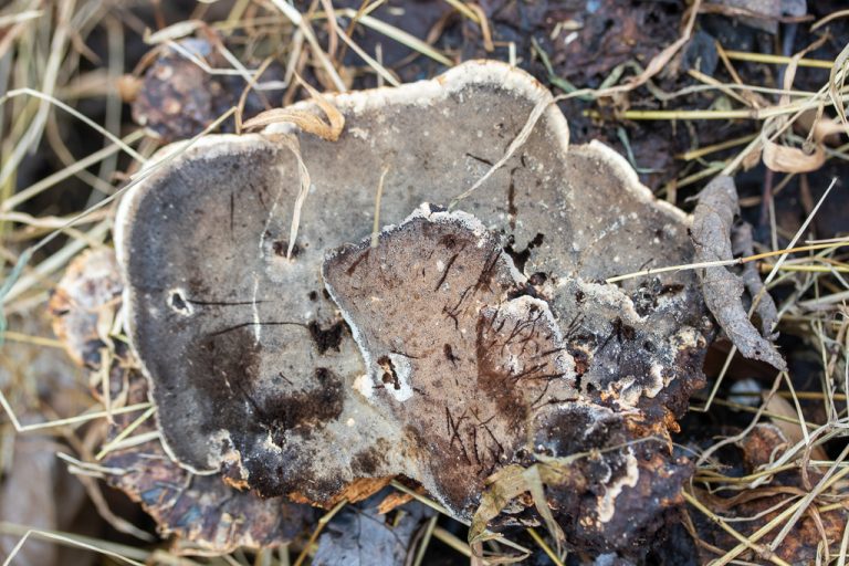 Inonotus dryadeus. By Richard Jacob-2 | Western Pennsylvania Mushroom Club