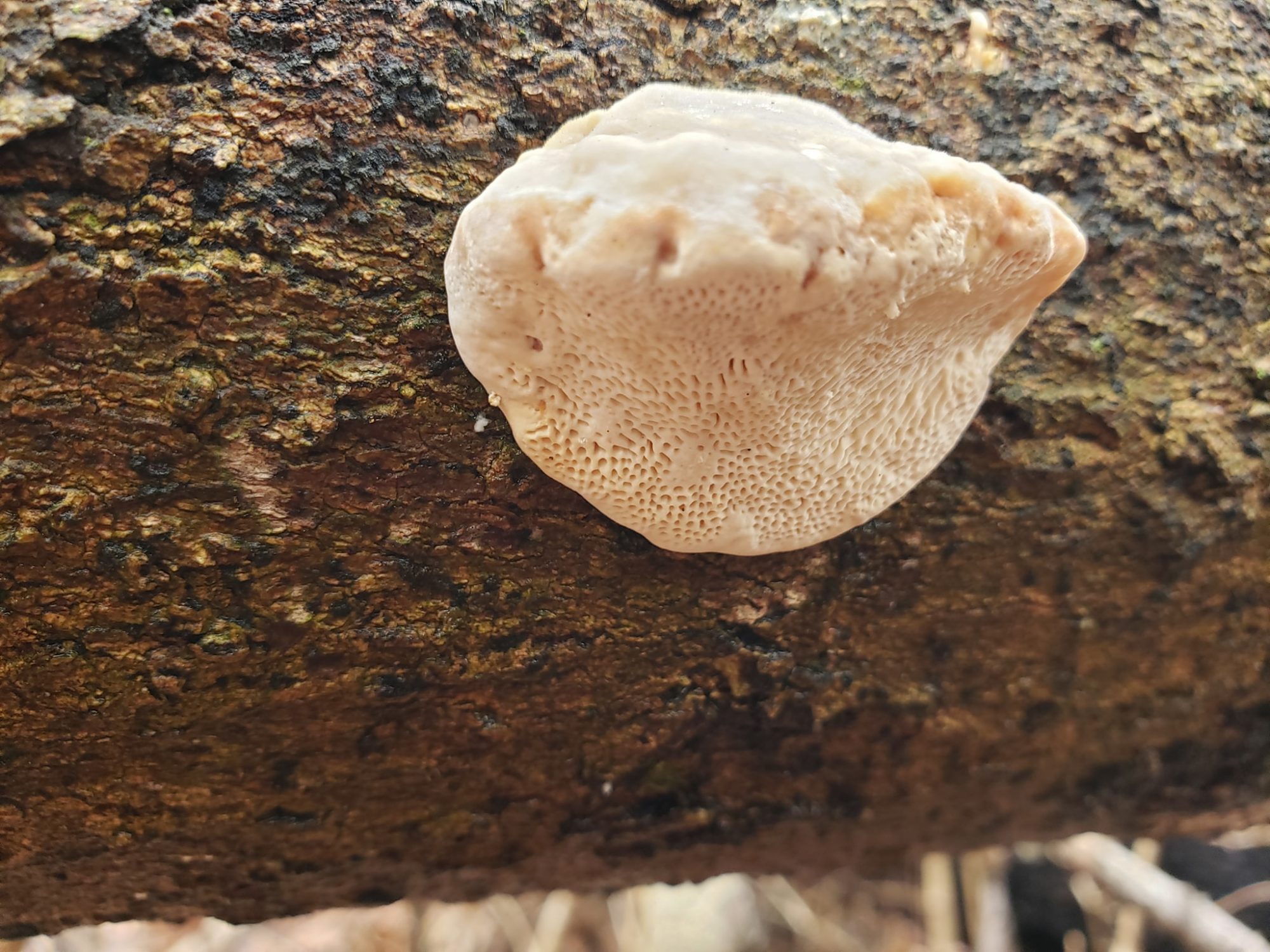 Daedaleopsis confragosa | Western Pennsylvania Mushroom Club