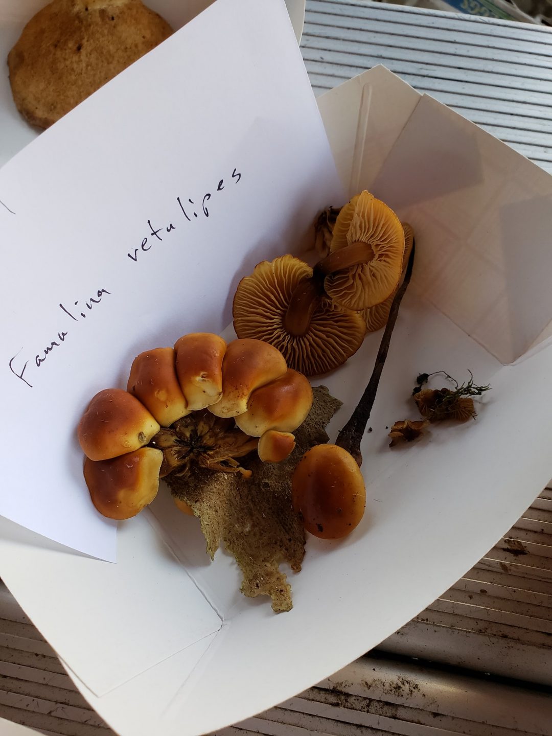 Flammulina velutipes | Western Pennsylvania Mushroom Club