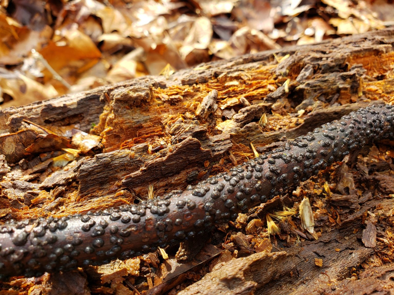 Hypoxylon | Western Pennsylvania Mushroom Club