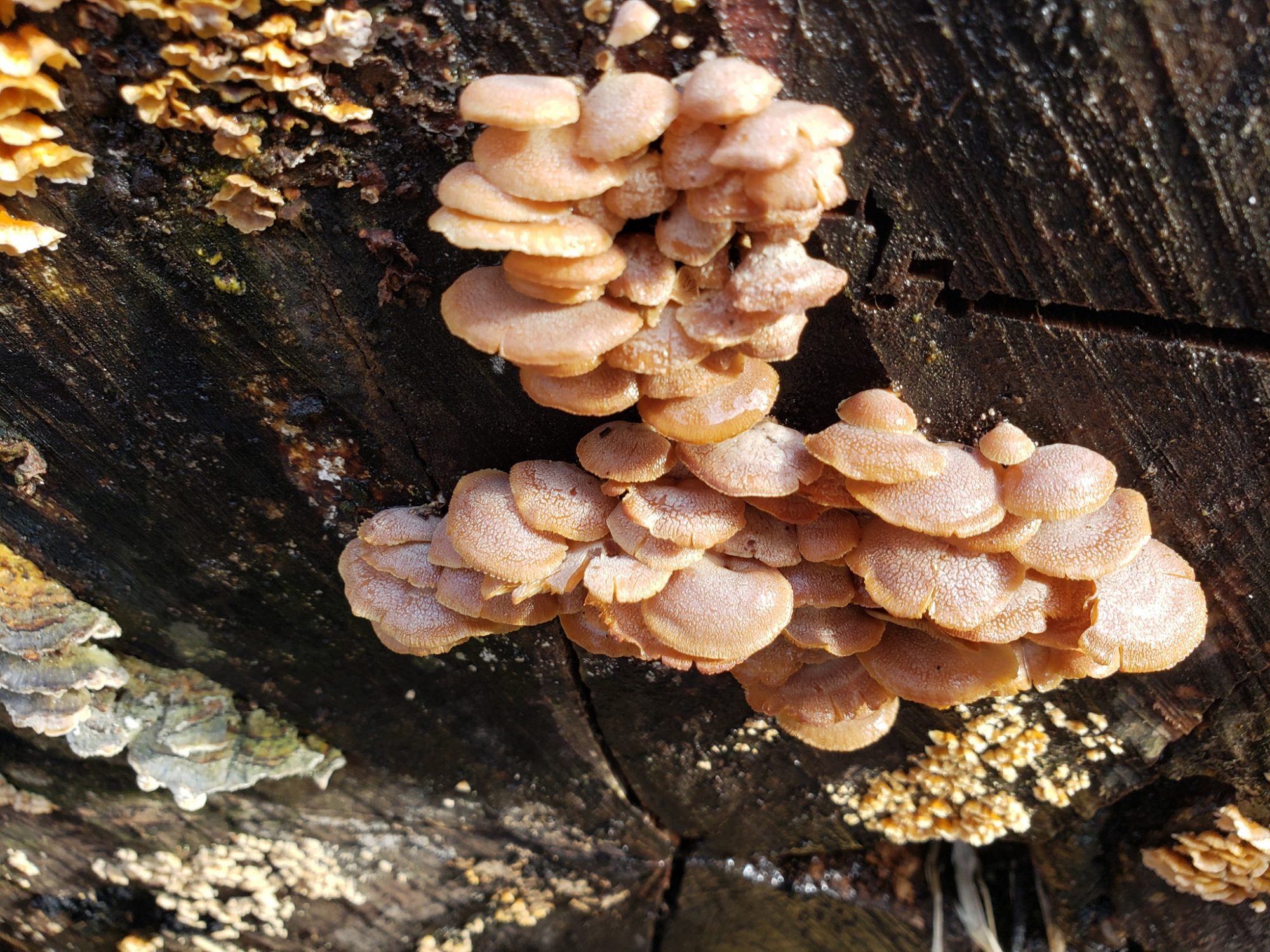 Panellus stipticus | Western Pennsylvania Mushroom Club