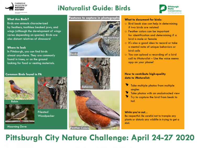 iNaturalist guide birds | Western Pennsylvania Mushroom Club
