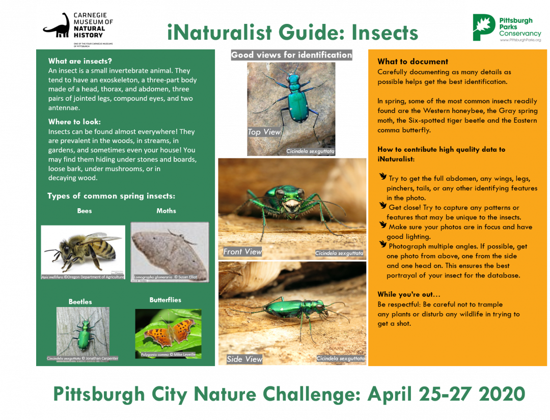 inaturalist guide insects | Western Pennsylvania Mushroom Club