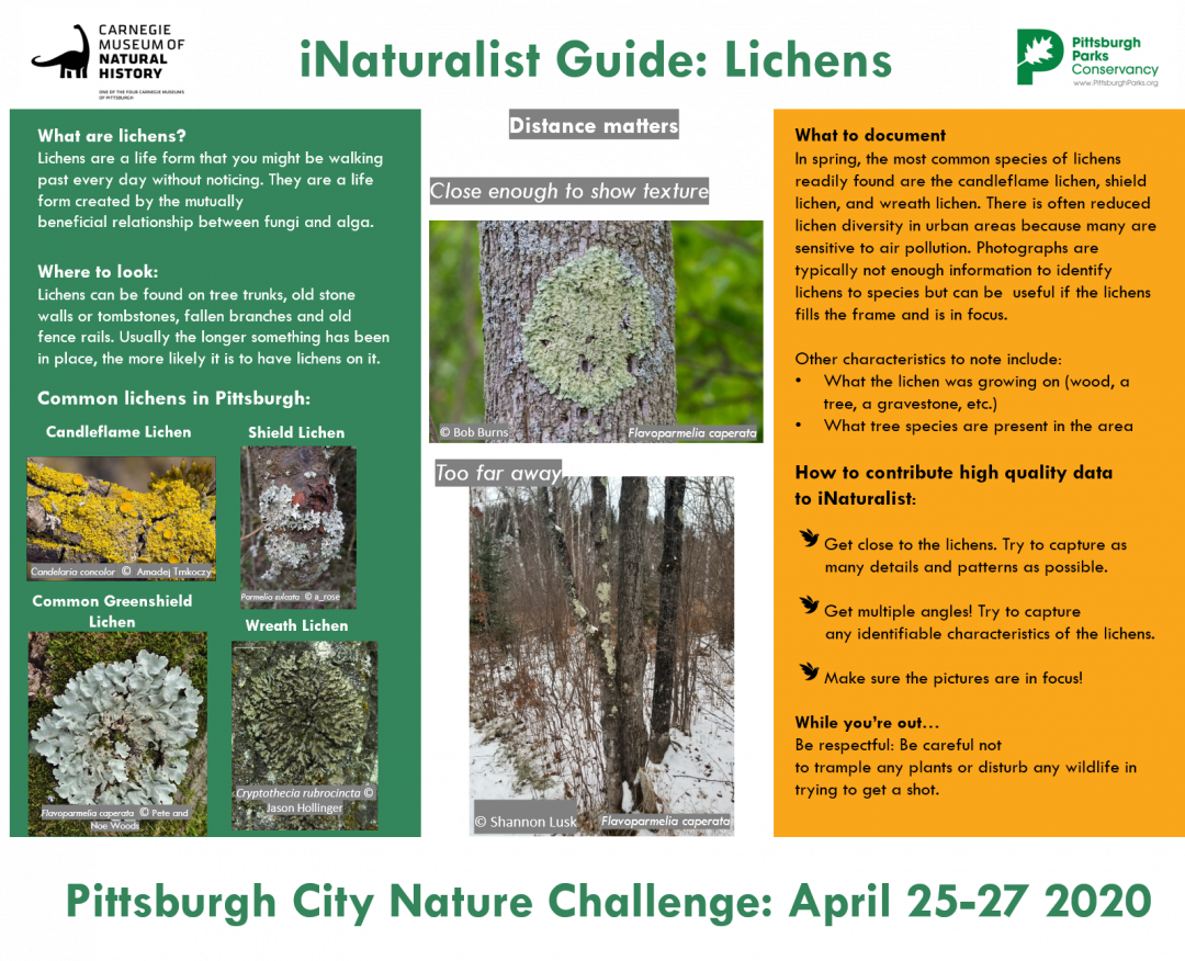 inaturalist guide lichens | Western Pennsylvania Mushroom Club