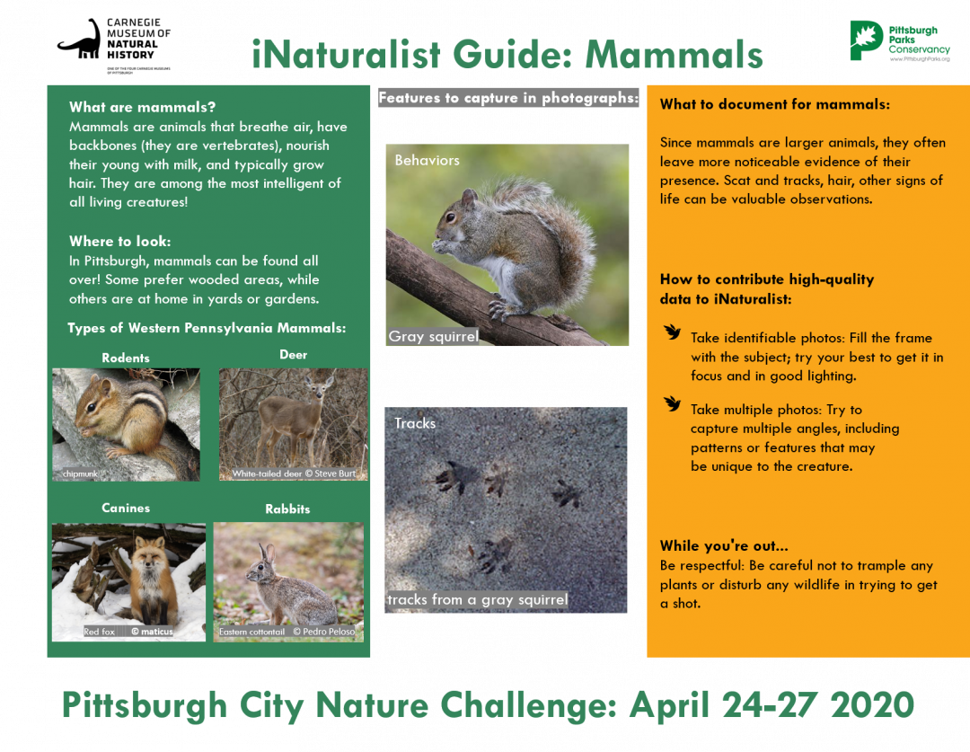 inaturalist guide mammals | Western Pennsylvania Mushroom Club