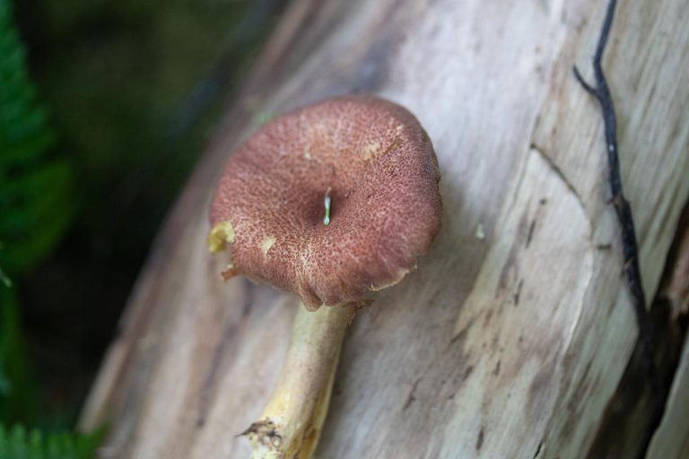 Tricholomopsis rutilans. By Richard Jacob | Western Pennsylvania ...