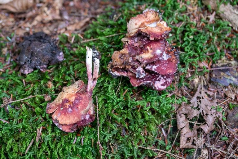 Entoloma. Really pink spores By Richard Jacob-2 | Western Pennsylvania ...
