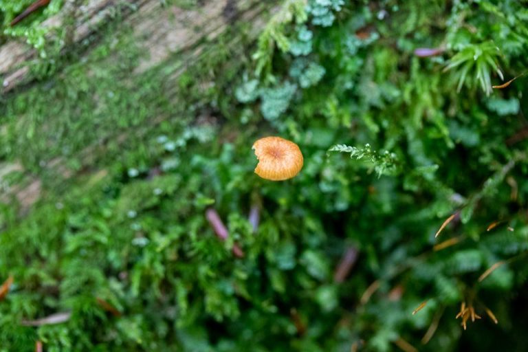 Rickenella fibula. By Richard Jacob-3 | Western Pennsylvania Mushroom Club