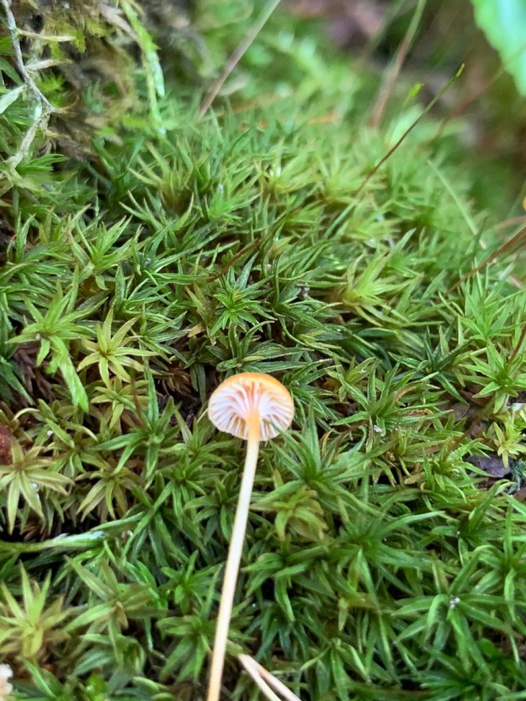 Rickenella fibula. By Richard Jacob | Western Pennsylvania Mushroom Club