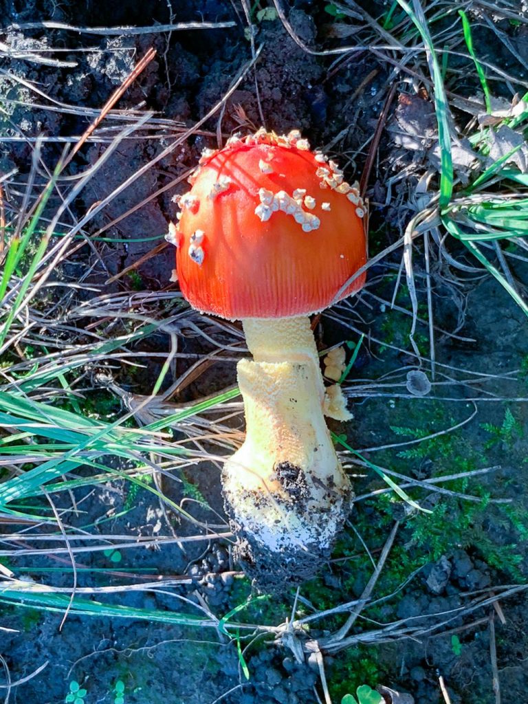 Amanita parcivolvata. By Richard Jacob | Western Pennsylvania Mushroom Club