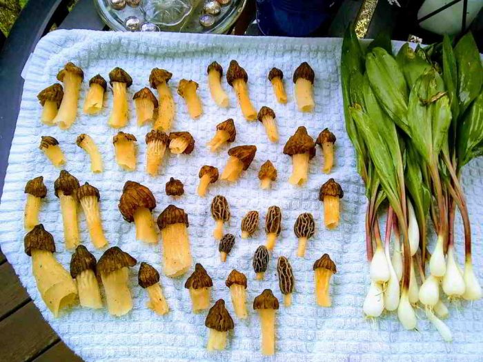 Brian-Lynn Gill Morchella punctipes and diminutiva | Western ...