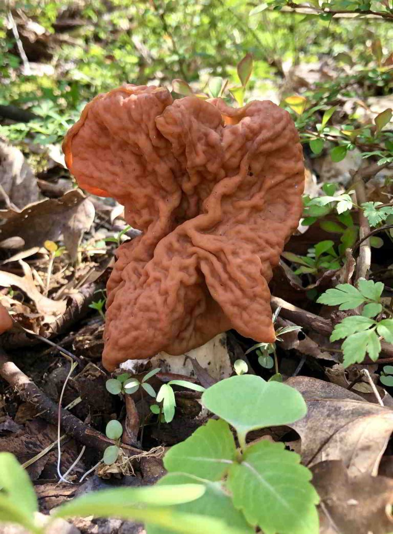 Fluff Berger Gyromitra brunnea | Western Pennsylvania Mushroom Club