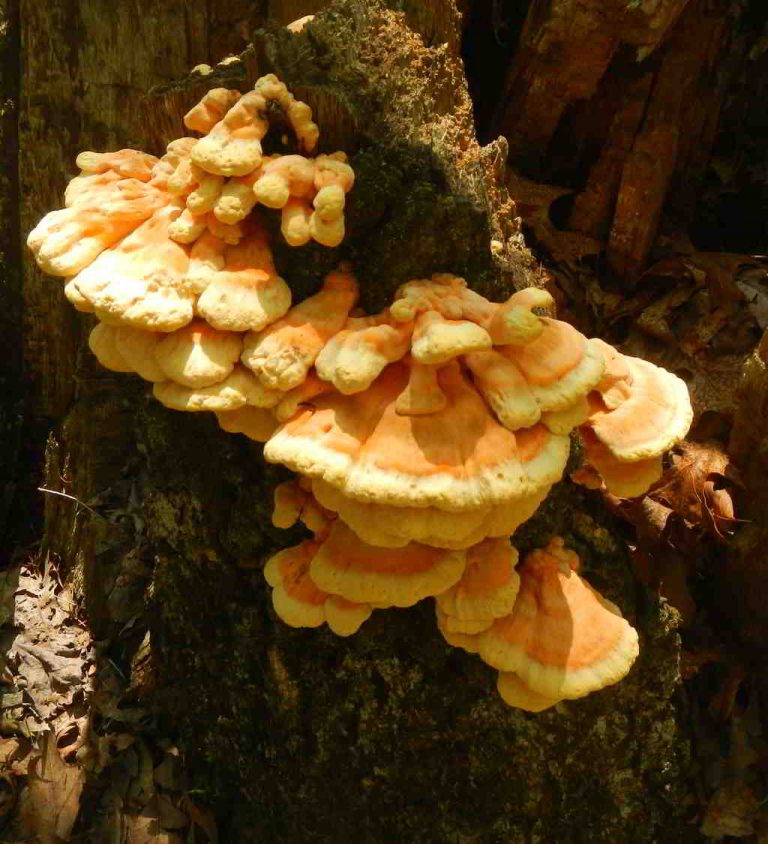 George arson – chicken of the woods | Western Pennsylvania Mushroom Club