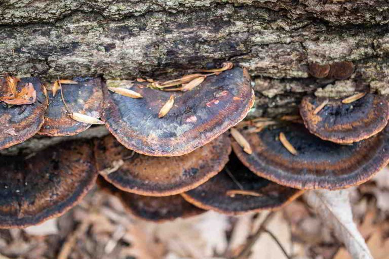 Ischnoderma resinosum. By Richard Jacob-8 | Western Pennsylvania ...