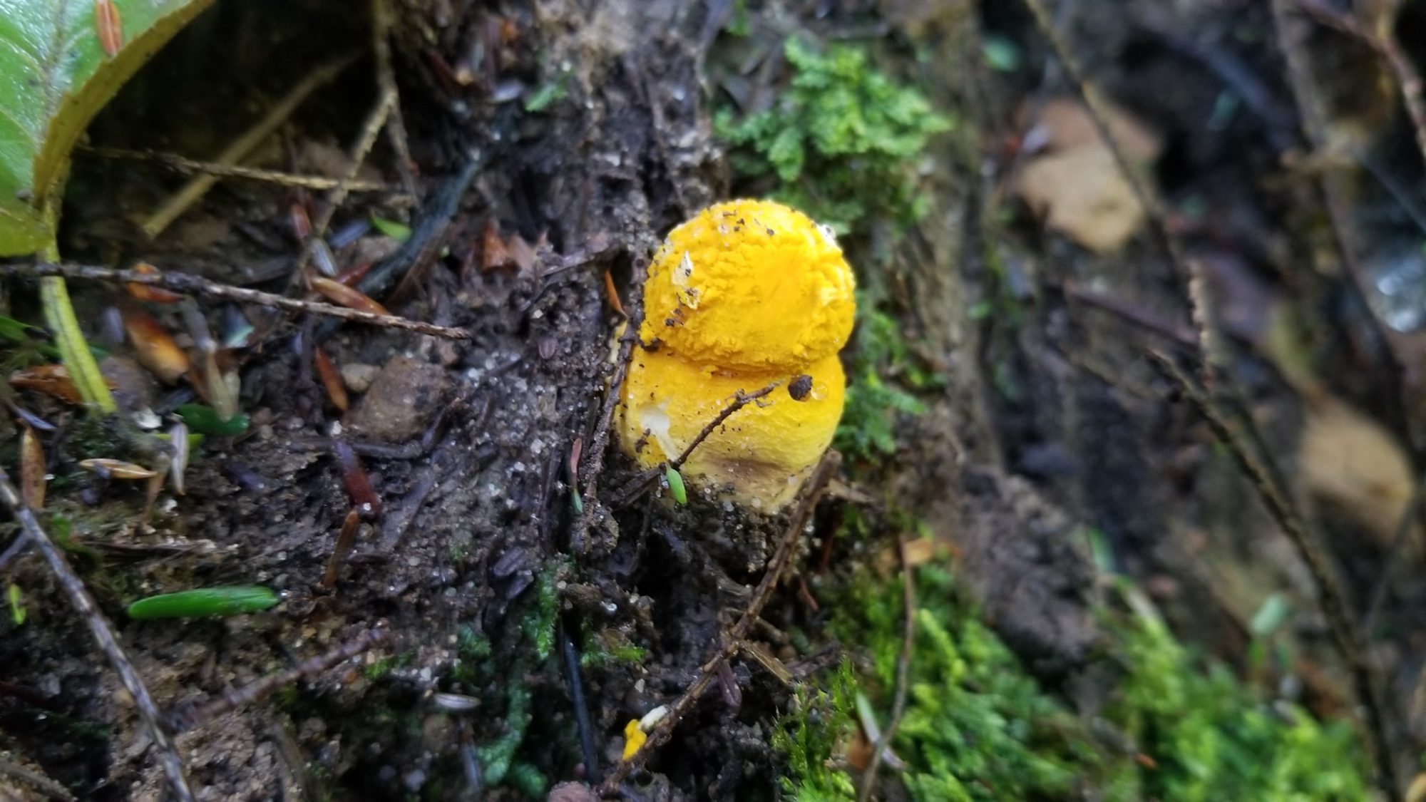 Amanita flavoconia. By Jerry Sapp | Western Pennsylvania Mushroom Club
