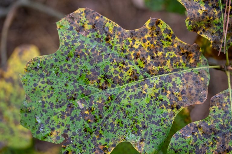 Tubakia dryina. By Richard Jacob | Western Pennsylvania Mushroom Club
