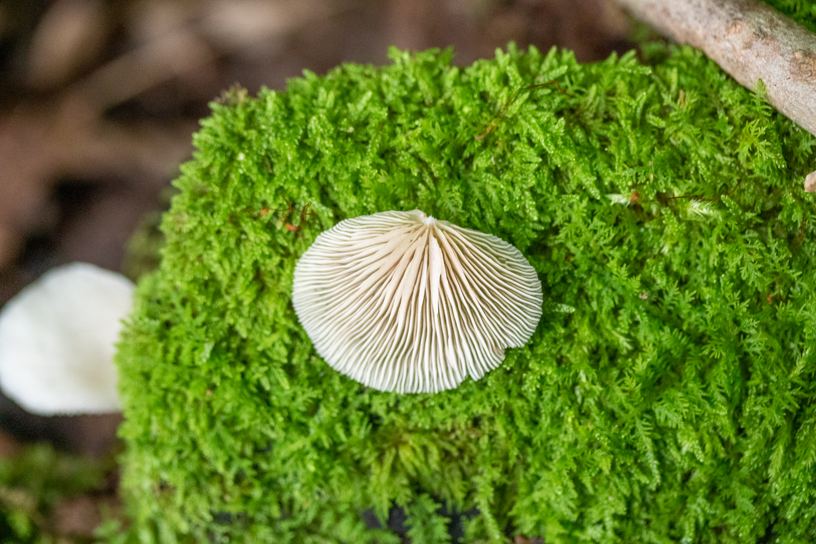 Crepidotus Applanatus Western Pennsylvania Mushroom Club Crepidotus Applanatus Western Pennsylvania Mushroom Club