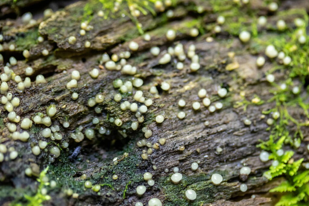 Helicogloea compressa. By Richard Jacob | Western Pennsylvania Mushroom ...